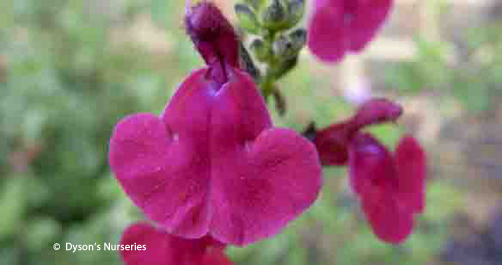 Maroon - Dysons Nurseries