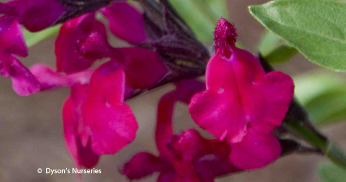 Raspberry Royale - Dysons Nurseries