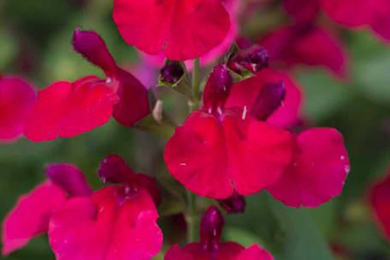 Salvia-'Dyson's-Maroon' - Dysons Nurseries
