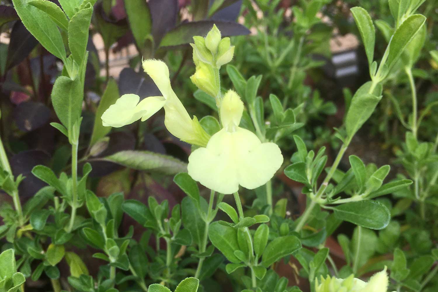 Salvia Light Requirements