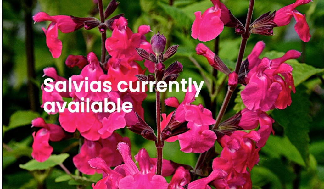Salvias currently available - Dysons Nurseries