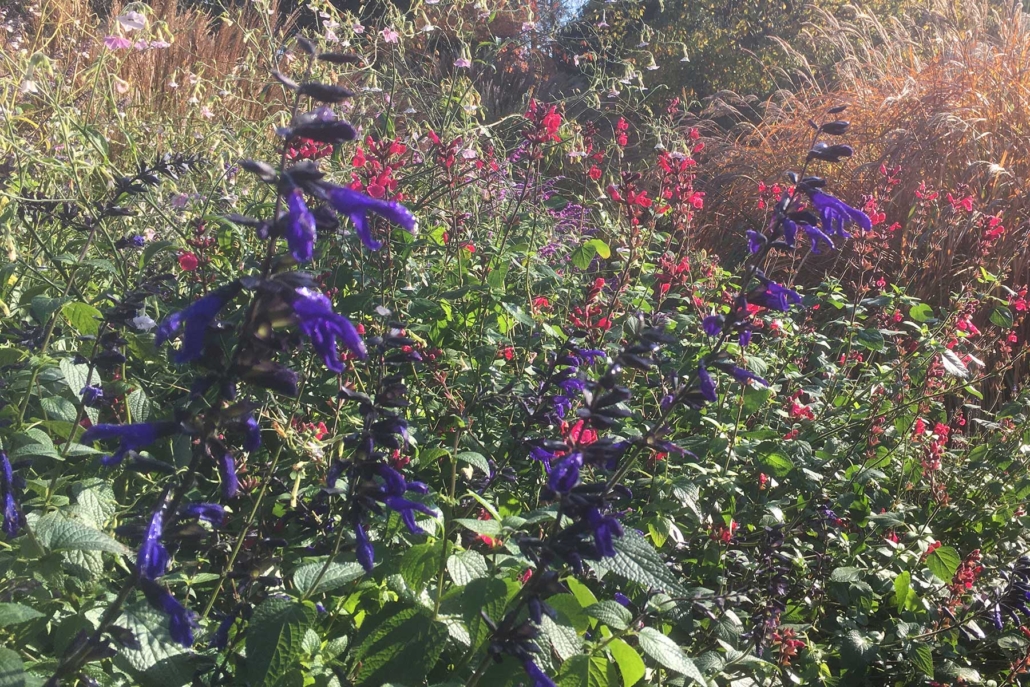 Salvia-'Animo' - Dysons Nurseries