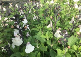 Salvias currently available - Dysons Nurseries
