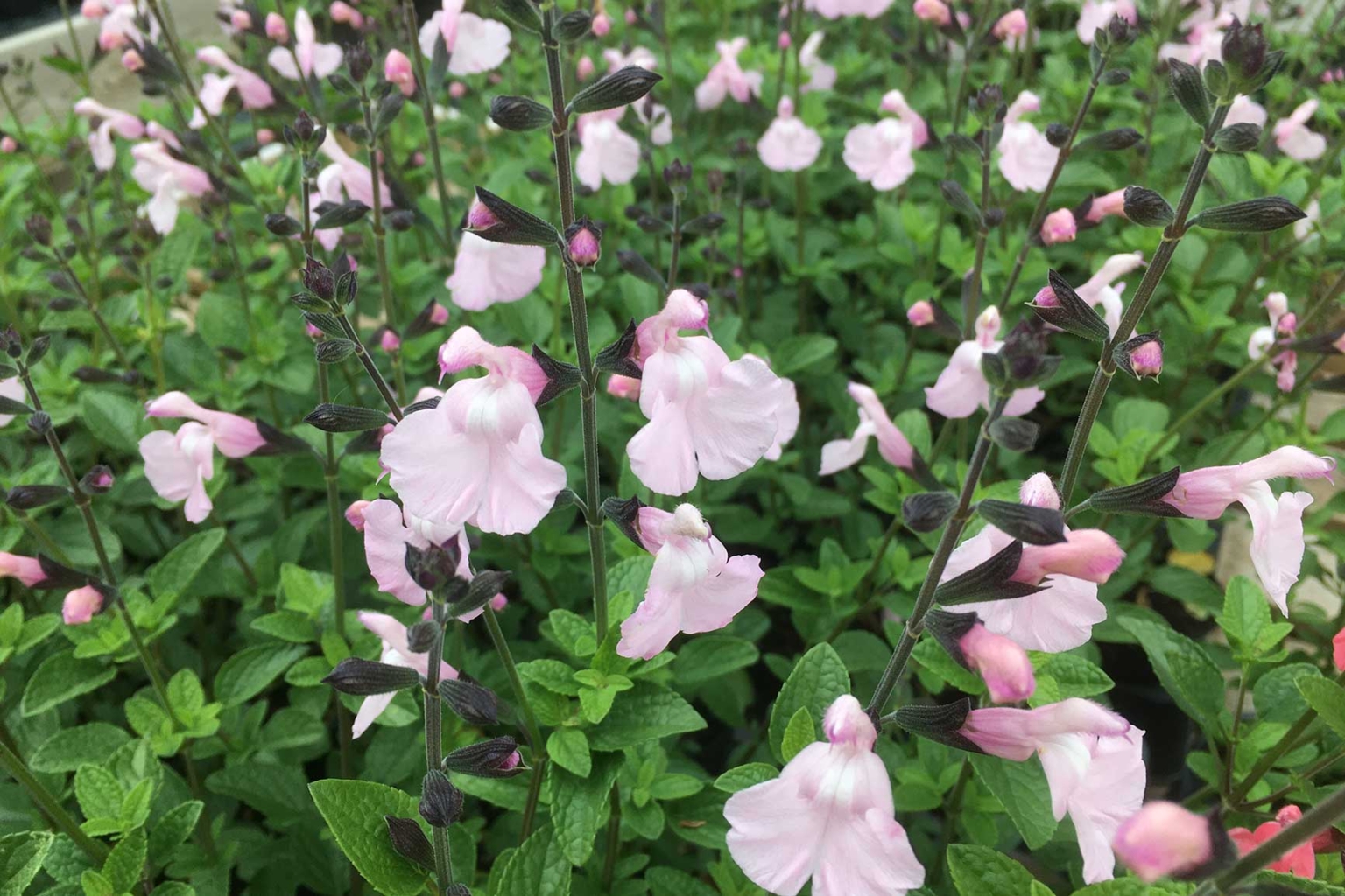 Salvia-Naomi-Tree - Dysons Nurseries